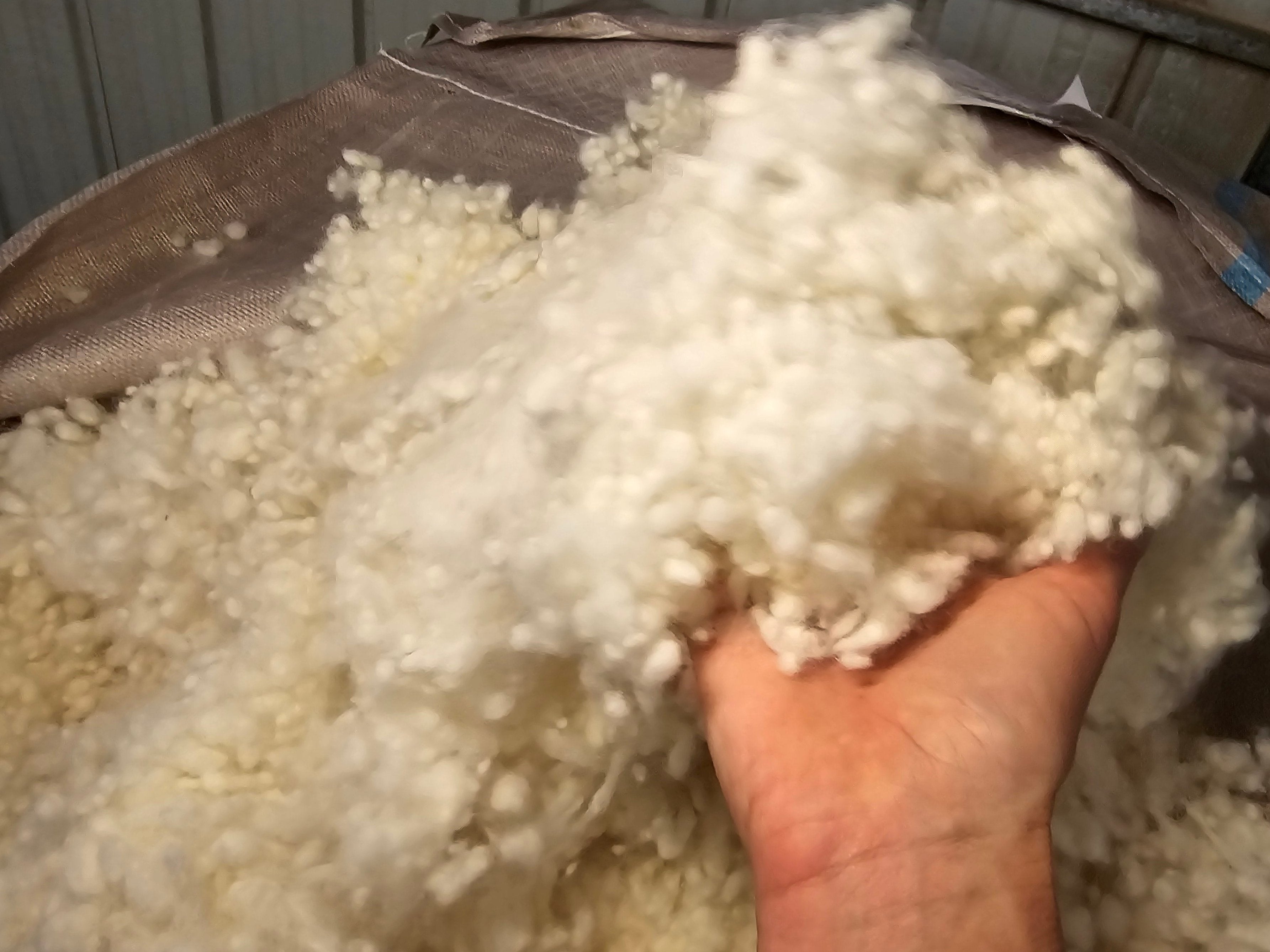 Wool balls - buds - for pillows, bean bags, upholstery stuffing – Wool ...
